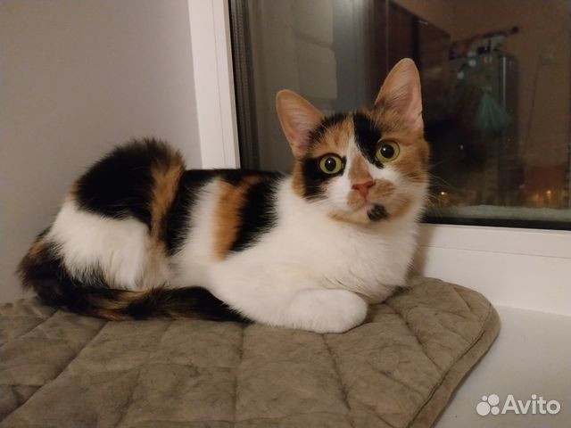 Девочка Ася