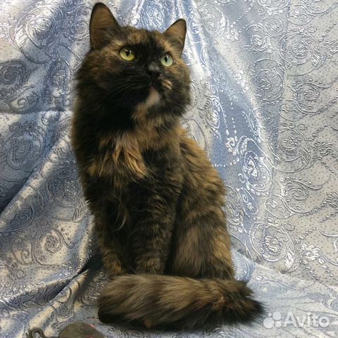 Кошка Пеструшка 2 года стерильная