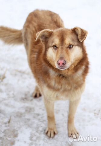 Шоколадная пампушка