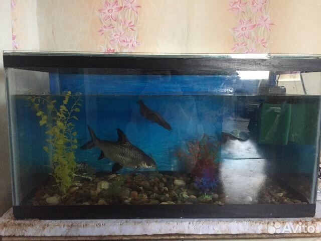 Аквариум