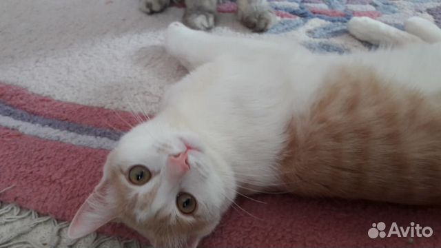 Шикарный Персик