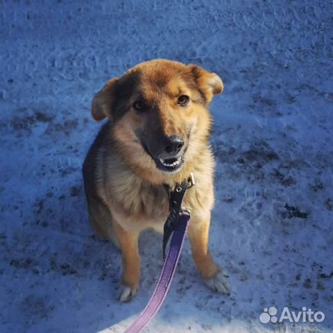 В добрые руки