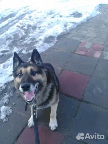 Овчарка помесная