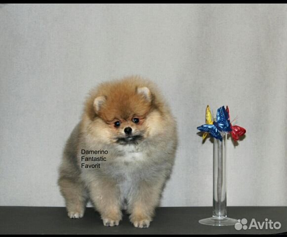 Высокопородный мальчик померанец