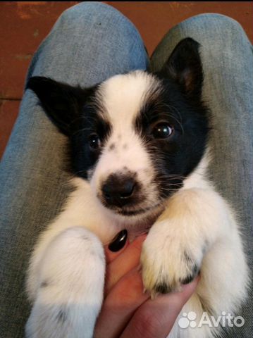 Щенки помесь спаниель +долматин