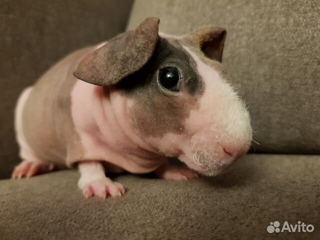 Морская свинка скинни