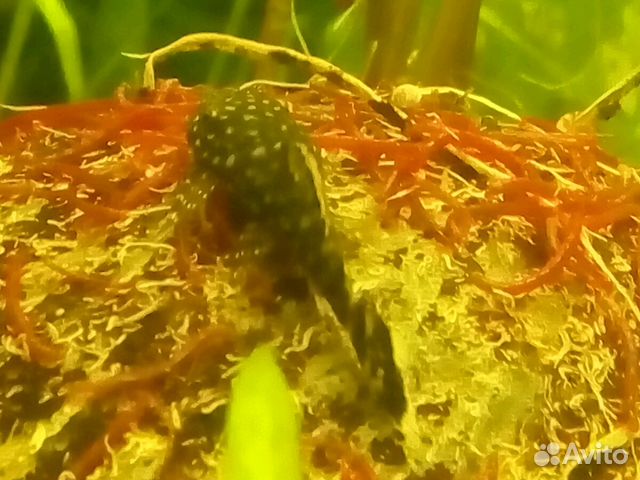 Рыбки и растения