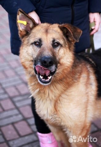 Овчаристый пес в добрые руки