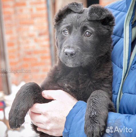 Джесс-смешные ушки домиком очень хочет домой)