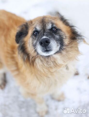 Шикарный пес Барон