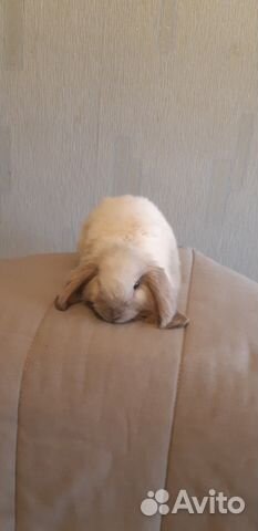 Карликовый кролик (баранчик)