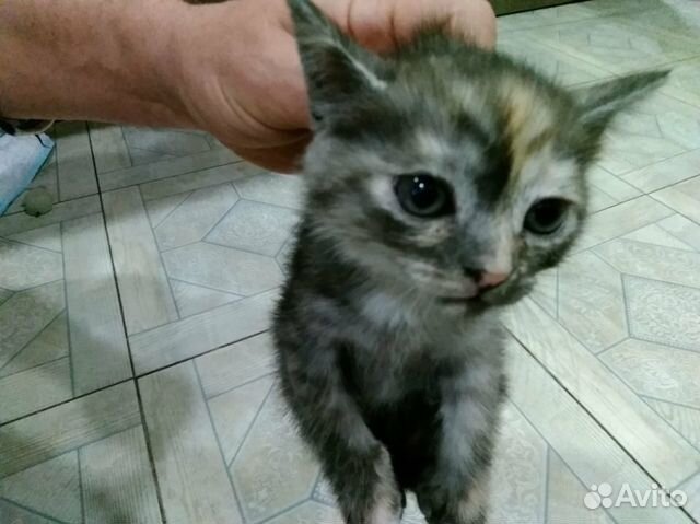 Котята
