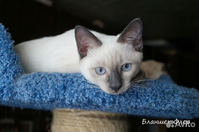 Тайский котенок