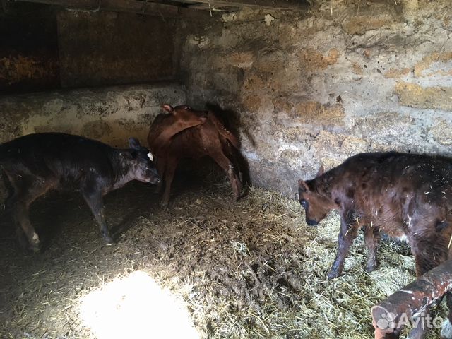 Украинской степной породы