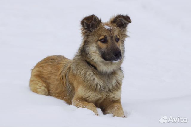 Ласковый и игривый малыш Лео в ожидании родителеЙ