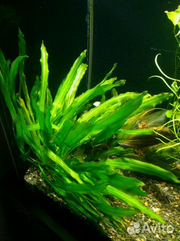 Продам или обменяю эхинодорус уругвайский