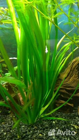 Аквариумное растение