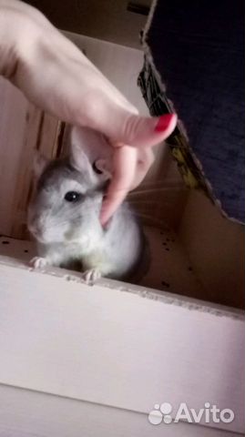 Шиншилла девочка