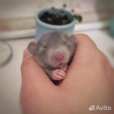 Породистые крысята Дамбо