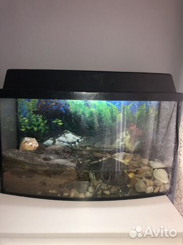 Аквариум с краснухой черепахой