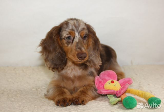 Шоколадно\мраморная кроличья девочка