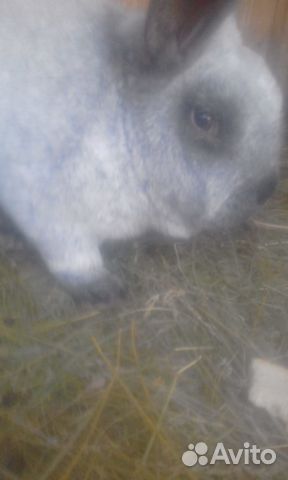 Чистокровные бсс