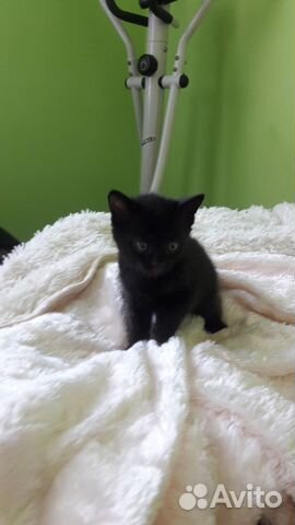 Абсолютно черный котик, ни волосинки белой