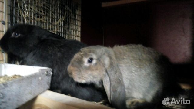 Кролики породы французский баран