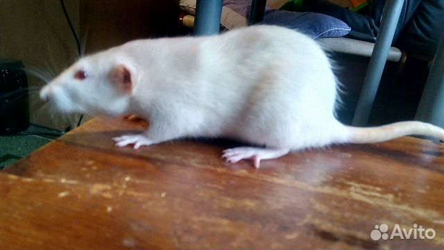 Крыса Дамбо в дар