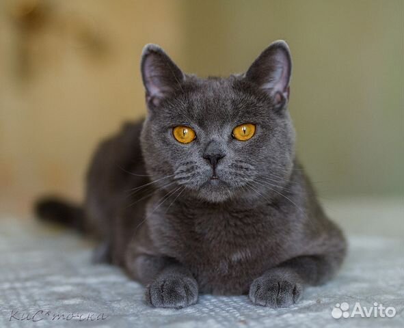 Очаровательная кошечка Эмма в добрые руки