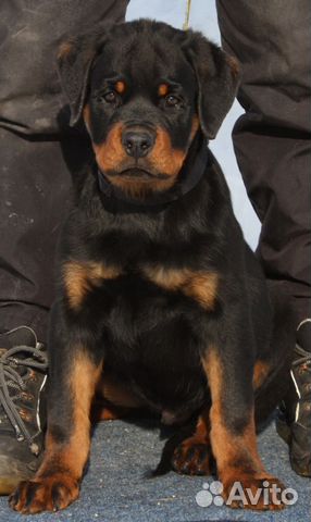 Щенок ротвейлера, кобель