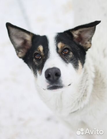 Веселая и активная Шумка