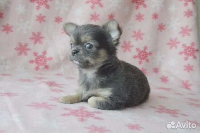 Породные малыши