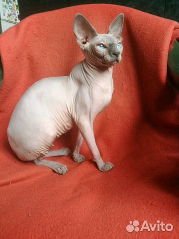 Голубая кошка 11 мес