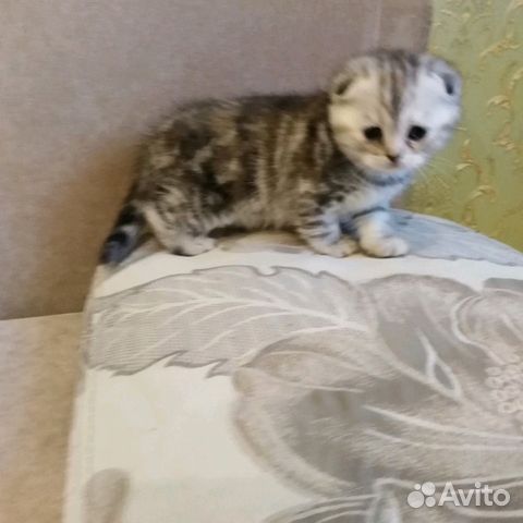 Шотландская вислоухая девочка