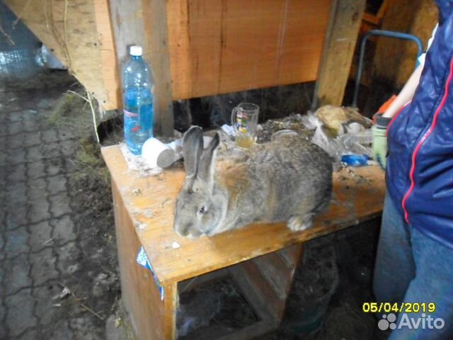 Кролы белые и фландеры