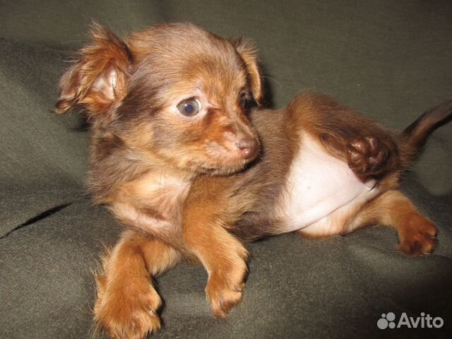 Короткошерстные Орхидеи