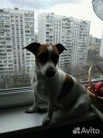 Ищем жениха для девочки джек рассел терьера. Гладк