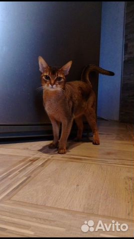 Абиссинская