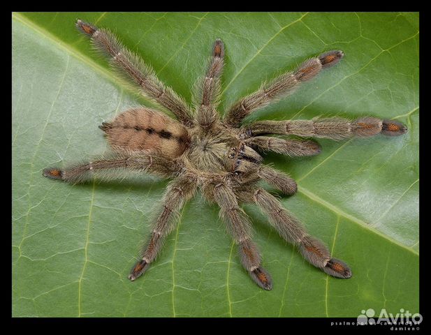 Паук птицеед Psalmopoeus cambridgei