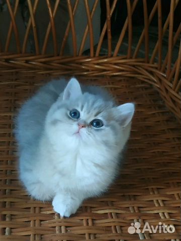 Котик голубое золото