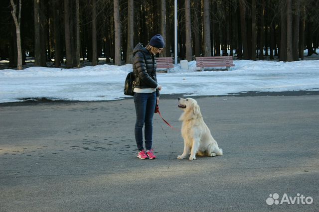 Голден ретривер мальчик 2г