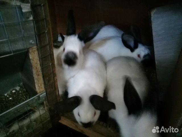 Кролик
