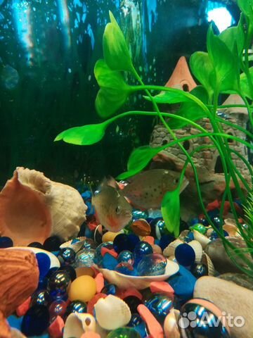 Пираньи амазонские краснобрюхие