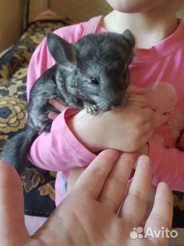 Шиншилла (детки)