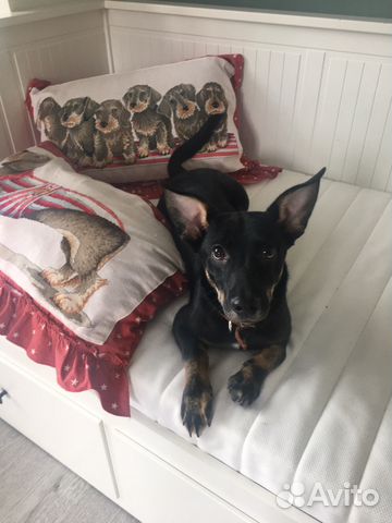 Щенок в добрые руки