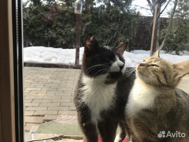 Симпатяжки кошечки ищут доброго хозяина