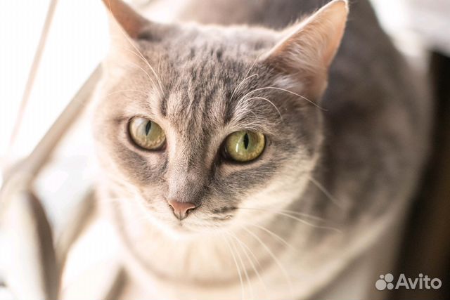 Просто Бэтти