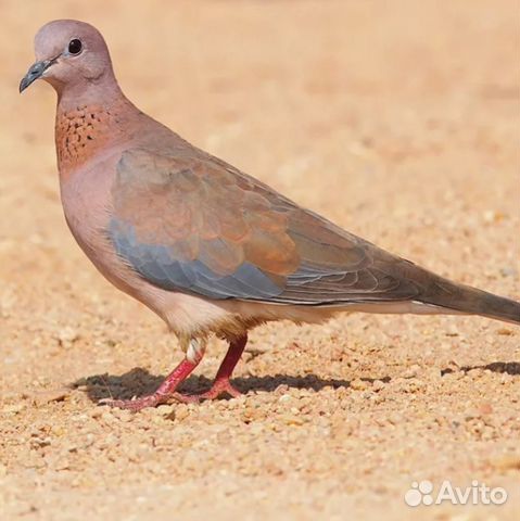 Синегальская горлица