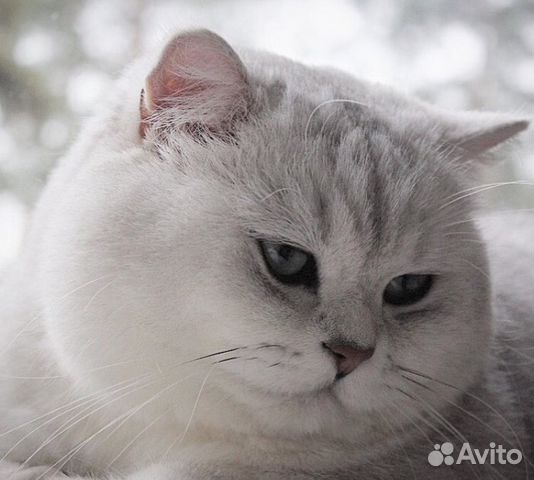 Шотландская шиншилла кот